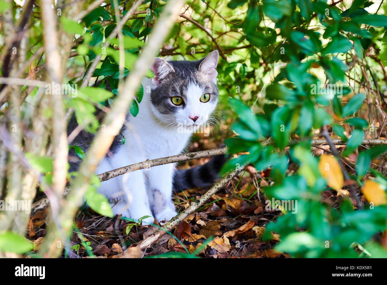 cat hiding in bush, cat hunting Stock Photo - Alamy