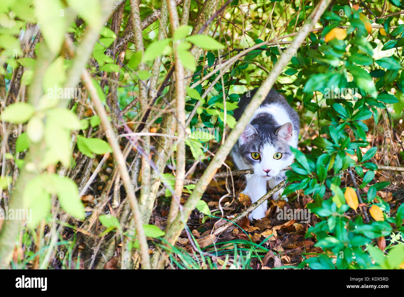 cat hiding in bush, cat hunting Stock Photo - Alamy