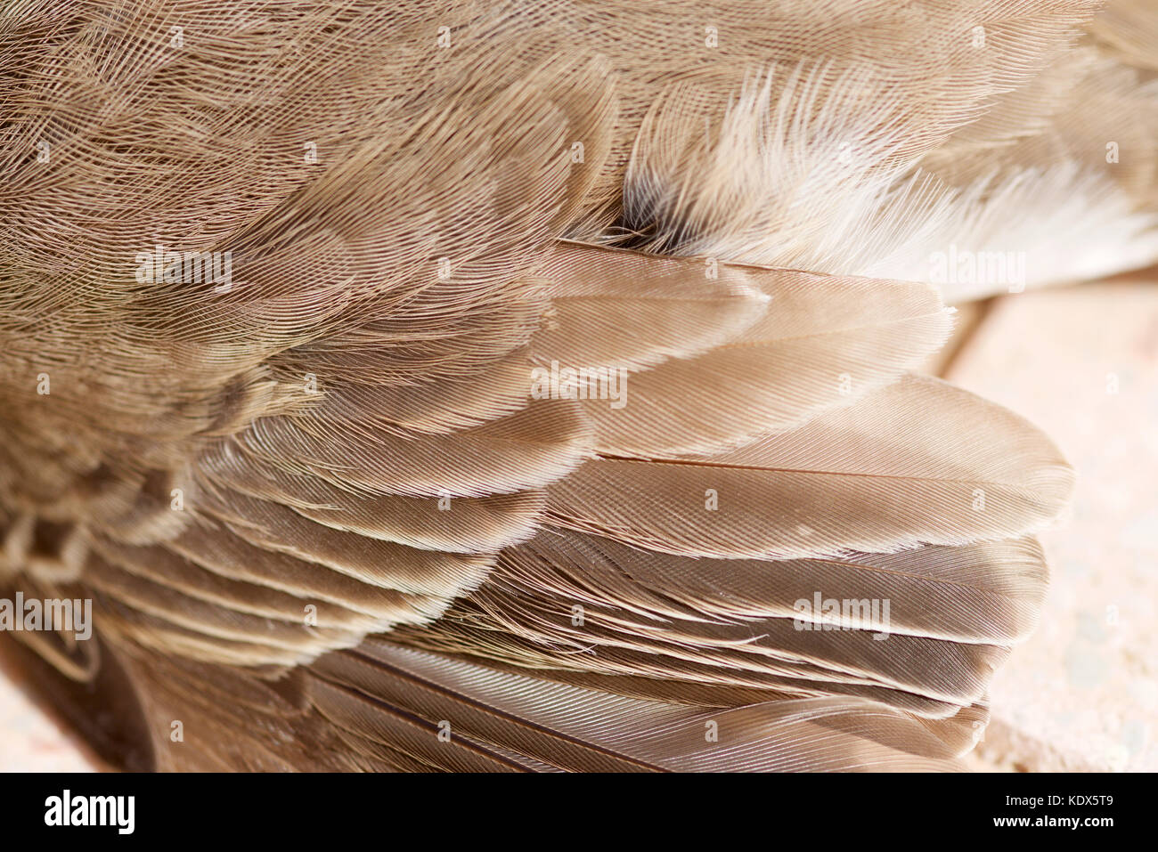 Detail of the wings of a small bird Stock Photo - Alamy