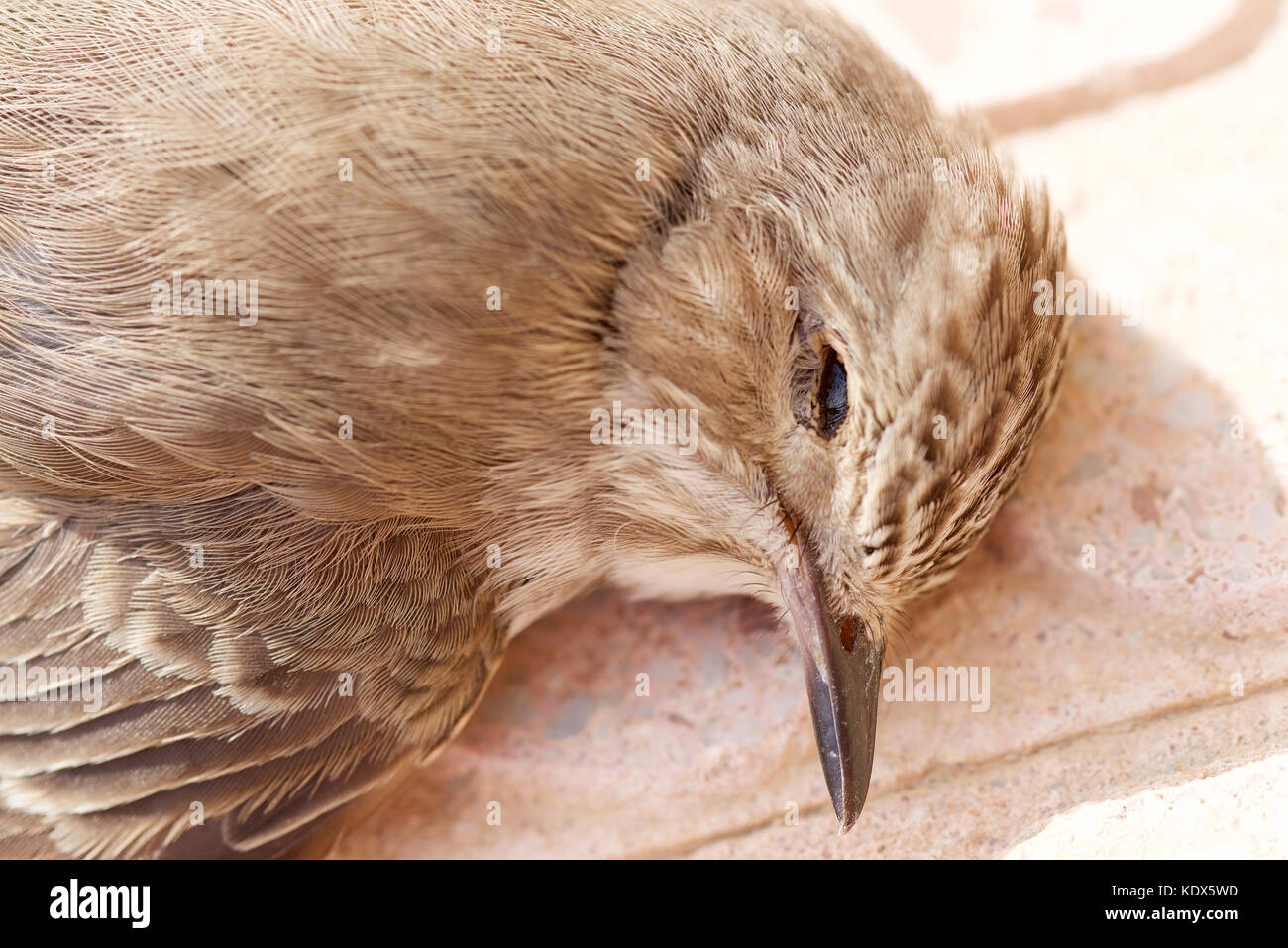 Detail of a dead bird on a patio Stock Photo - Alamy