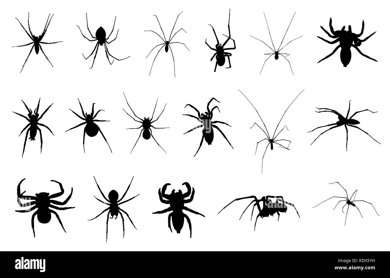 Set of different spiders isolated on white Stock Photo - Alamy
