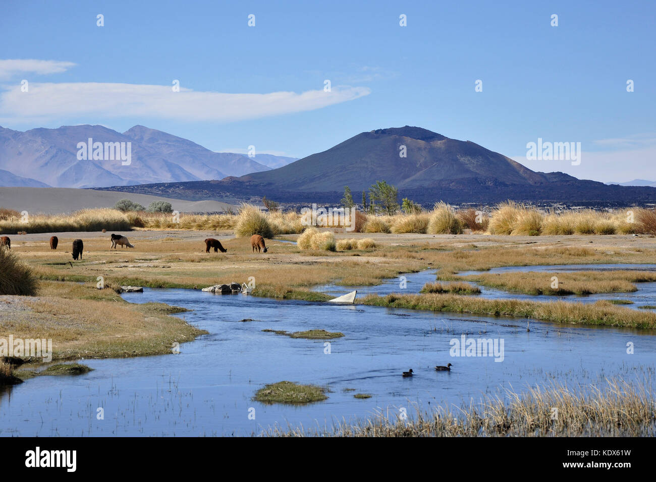 Puna desert hi-res stock photography and images - Alamy
