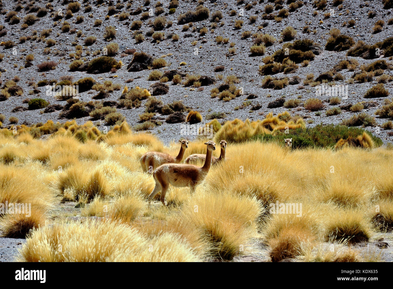 Argentina, Salta region, Puna desert Stock Photo - Alamy