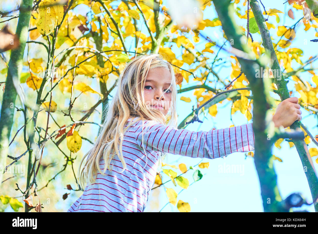 Child Girl is climbing on tree. Active leisure of skillful female child ...