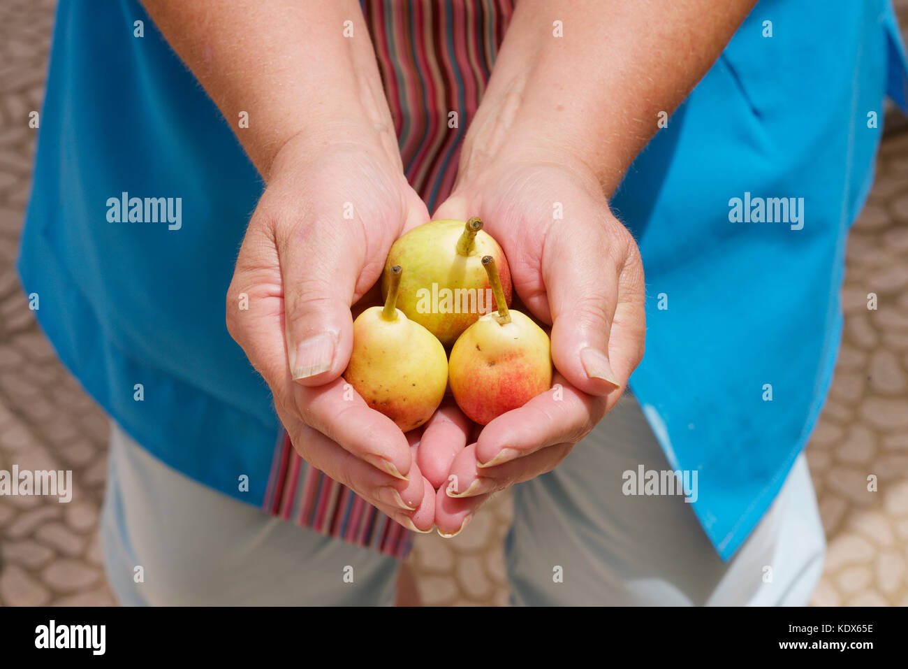 Hands with home grown pears Stock Photo - Alamy