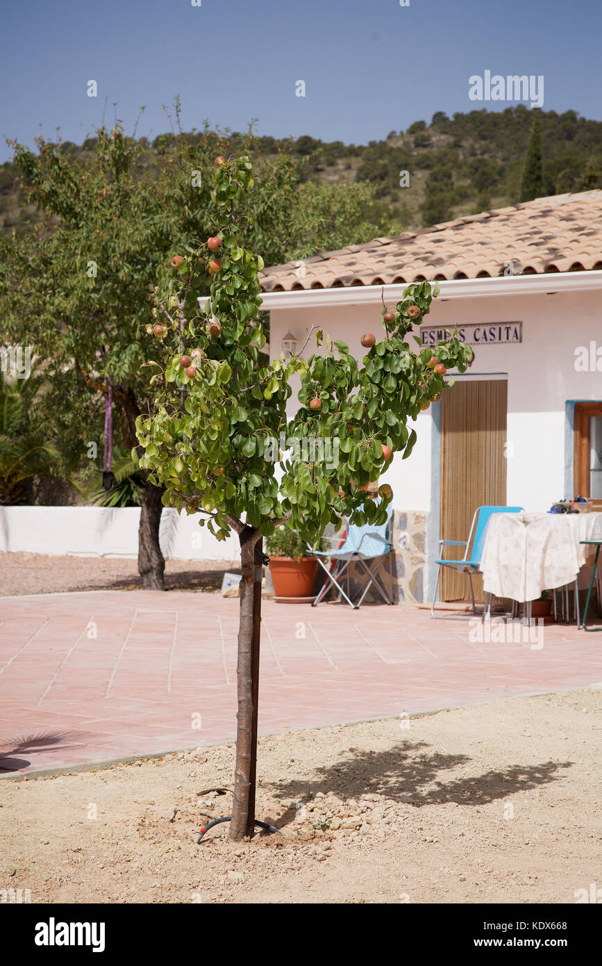 Apples on an apple tree in Spain Stock Photo - Alamy