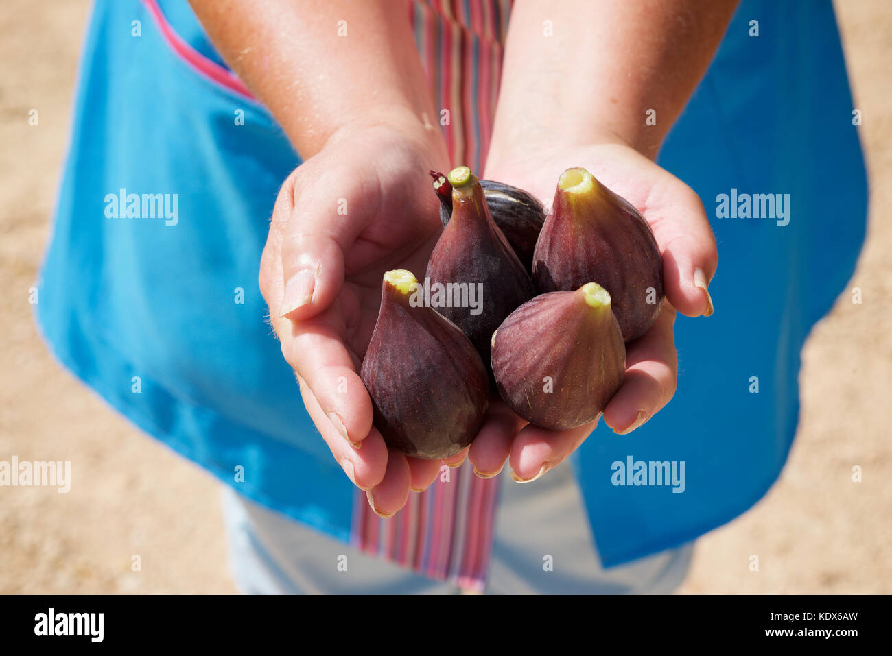 Hands holding figs hi-res stock photography and images - Alamy