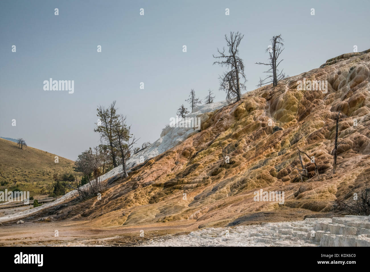 Skeletal lodge pole pine trees at Mammoth Hot Springs geo-thermal area ...