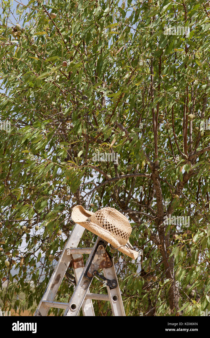 Ladder and hat next to an Almond Tree Stock Photo - Alamy