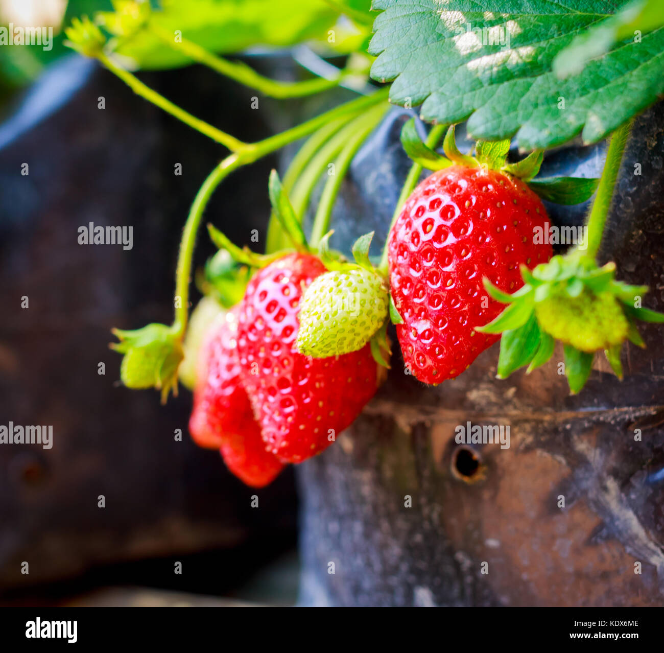 How to grow strawberries hi-res stock photography and images - Alamy