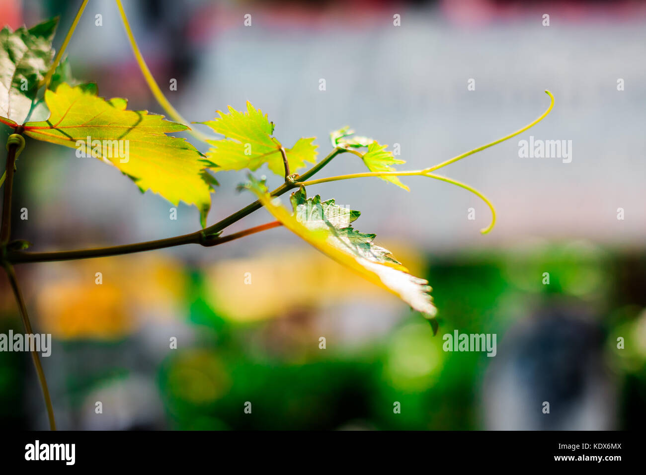 Ivy gourd hi-res stock photography and images - Alamy
