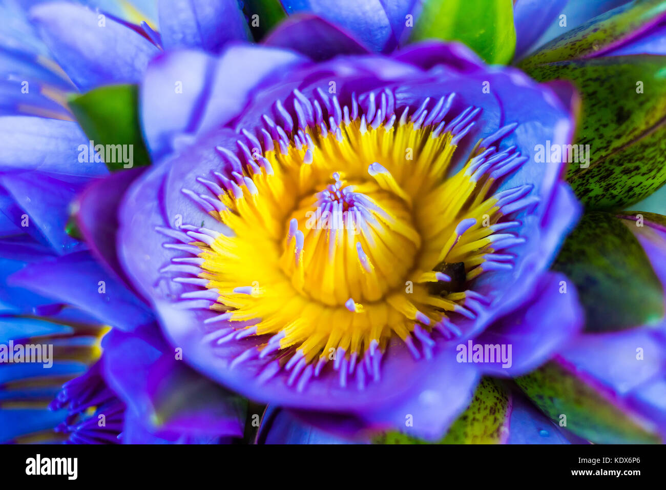Violet Lotus Flower Closeup Stock Photo - Alamy