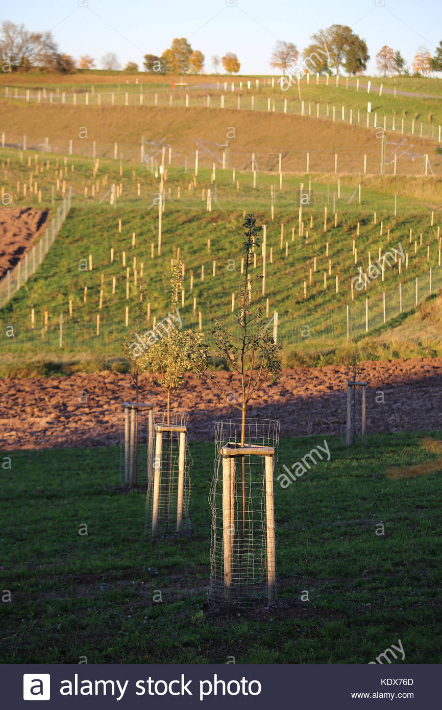 Young, freshly-planted trees on a hillside close to a high speed ...