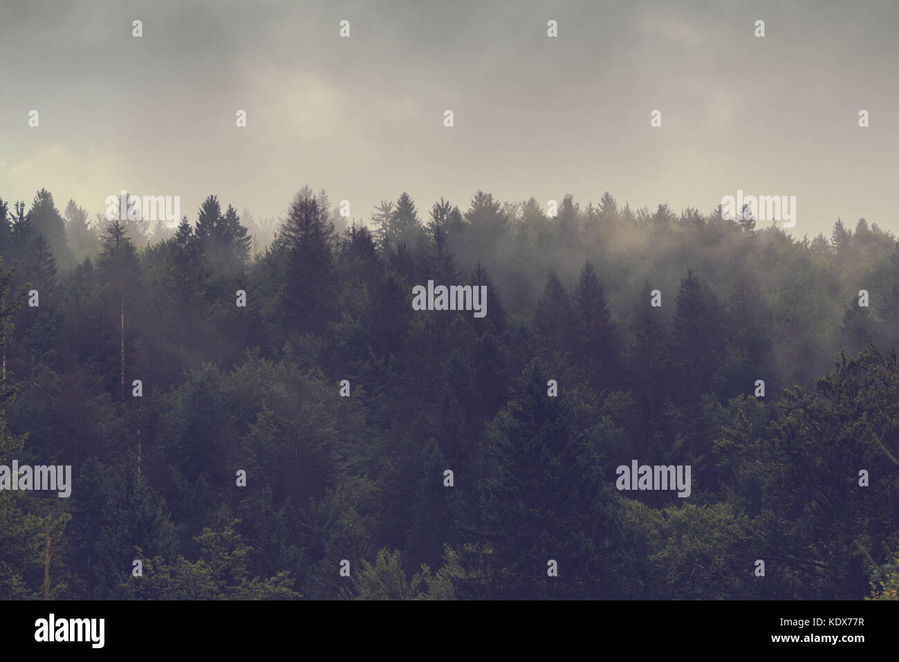 Misty forest of evergreen coniferous trees in foggy landscape Stock Photo - Alamy