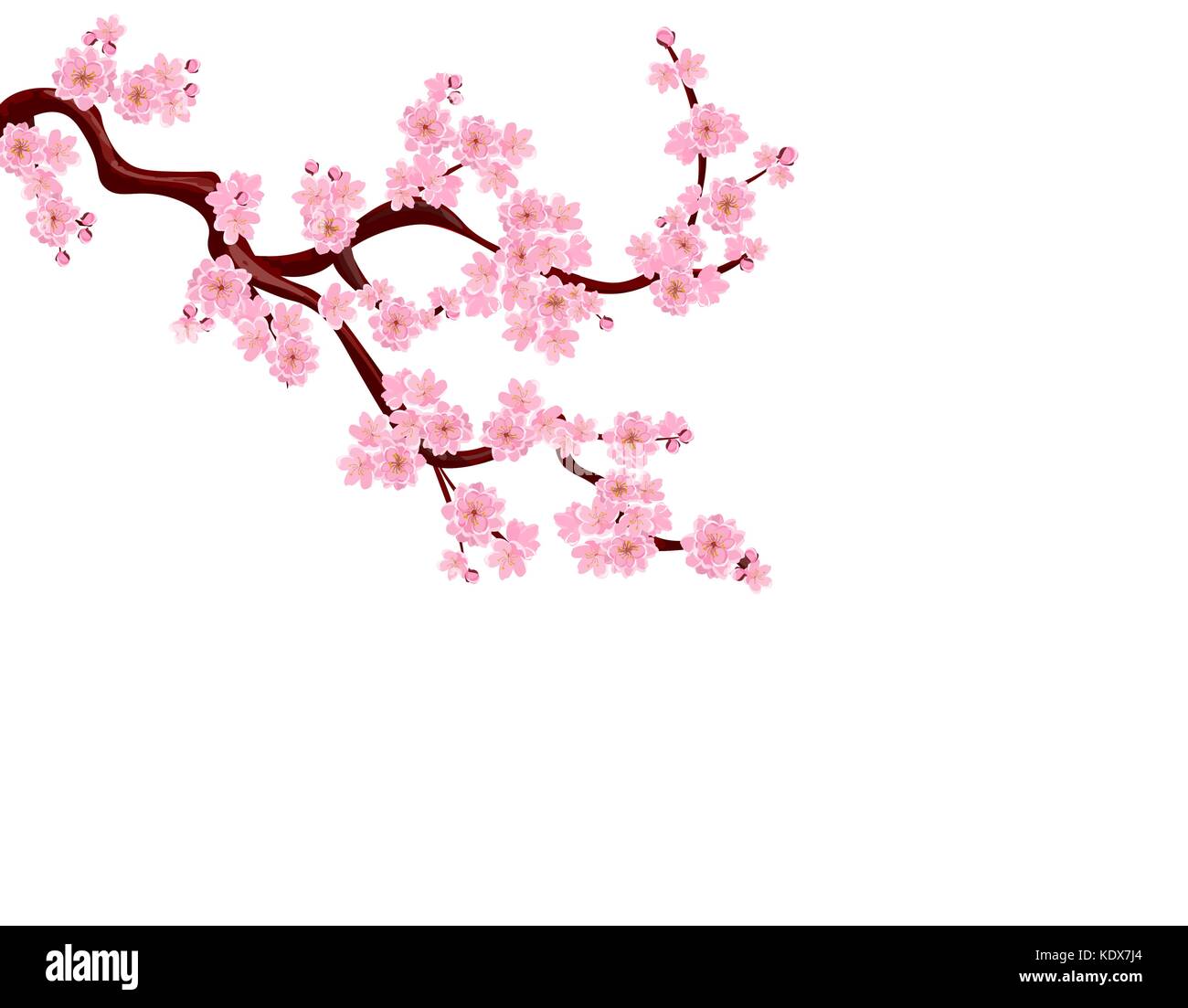 Sakura. A curved branch with delicate flowers and cherry buds. isolated ...