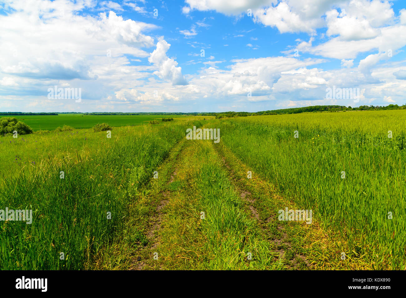 a country road among green grass in Russia Stock Photo - Alamy