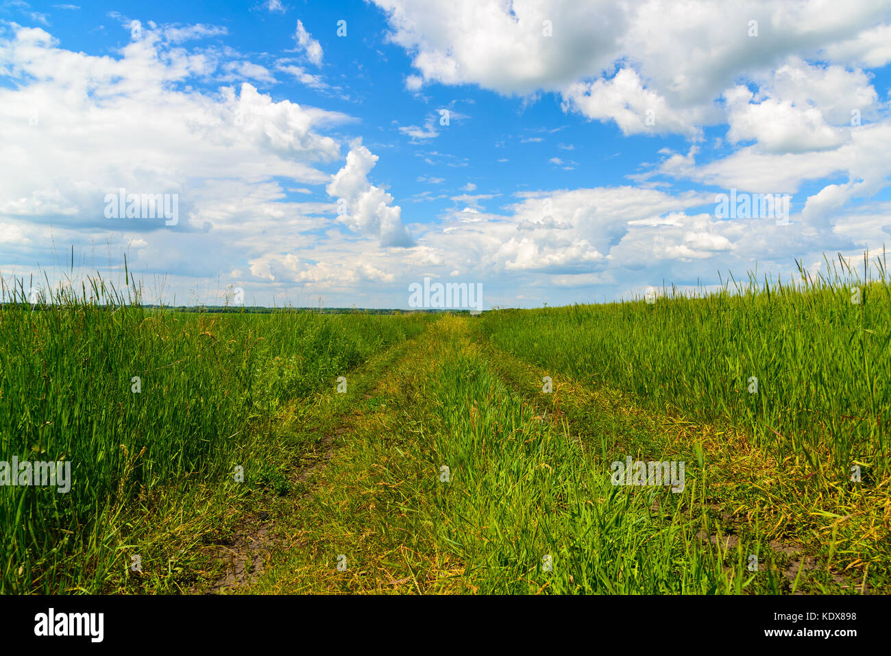 a country road among green grass in Russia Stock Photo - Alamy