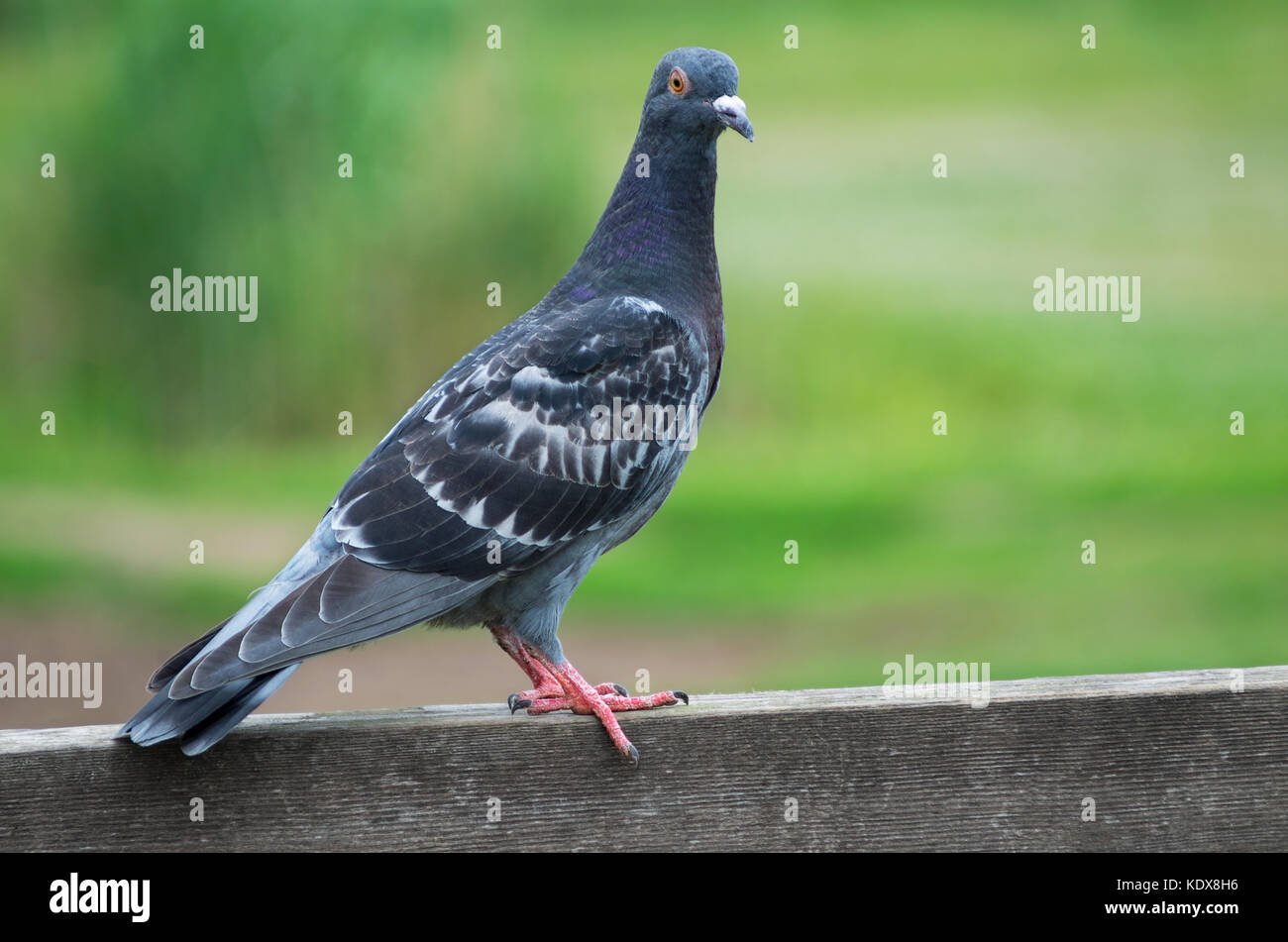 Gray pigeon resting on a fence Stock Photo - Alamy