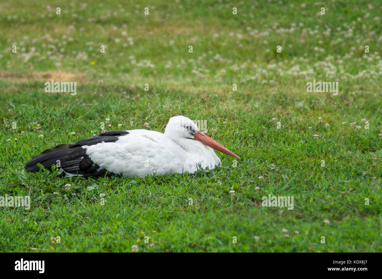 White stork resting in grass with flowers Stock Photo - Alamy