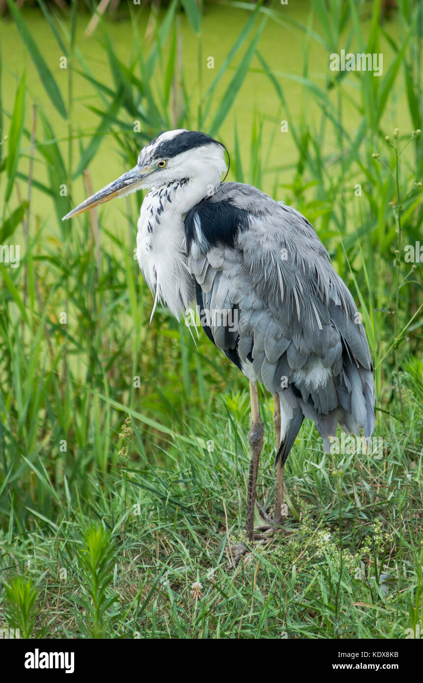 Riverside bird hi-res stock photography and images - Alamy