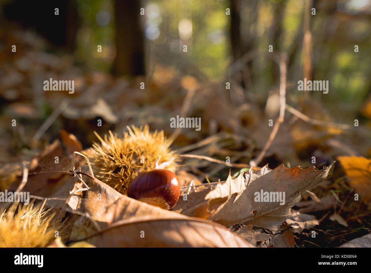 Woodland chestnuts hi-res stock photography and images - Alamy
