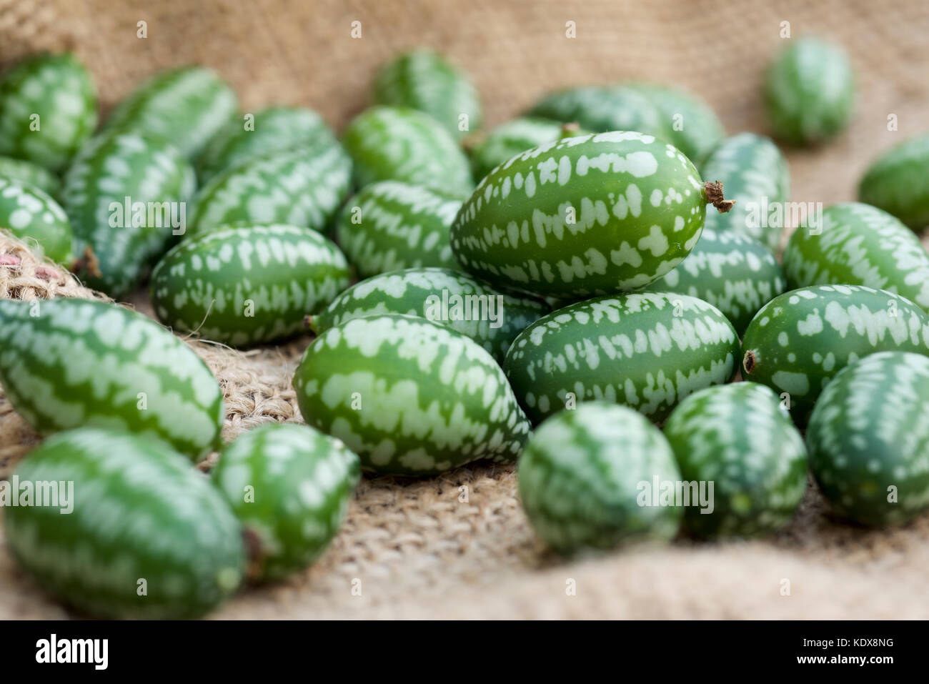 Cucamelon fruit, also known as Mexican gherkins, Mexican sour cucumbers ...