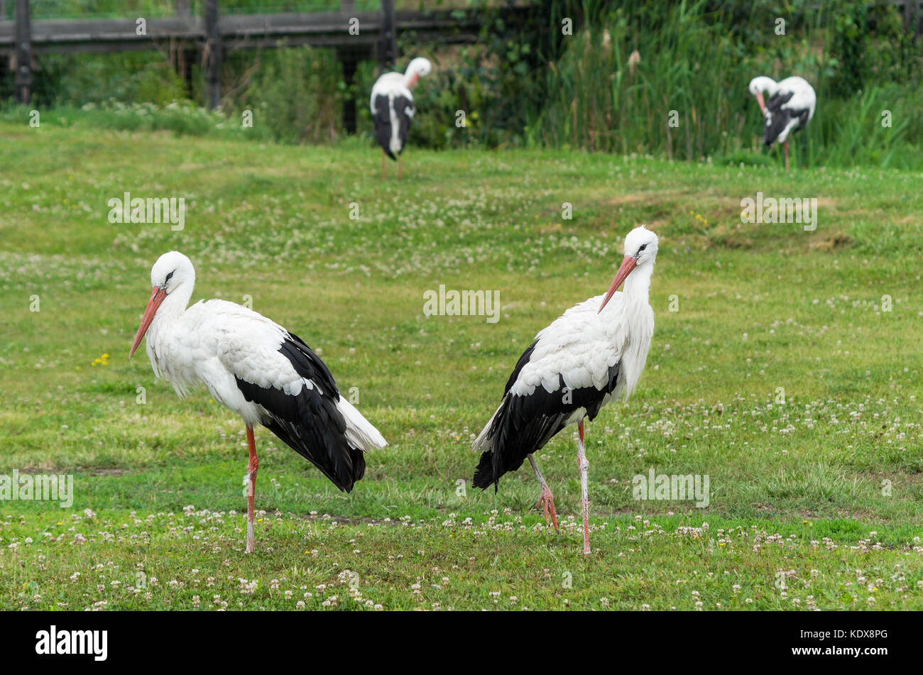 White stork in flowers hi-res stock photography and images - Alamy