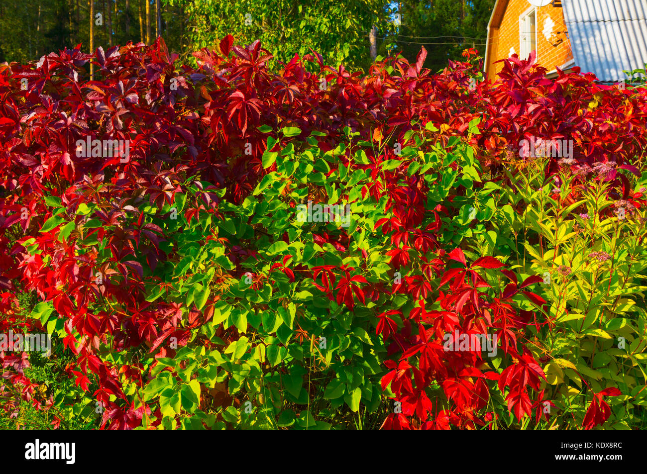 Wispy green leaves hi-res stock photography and images - Alamy