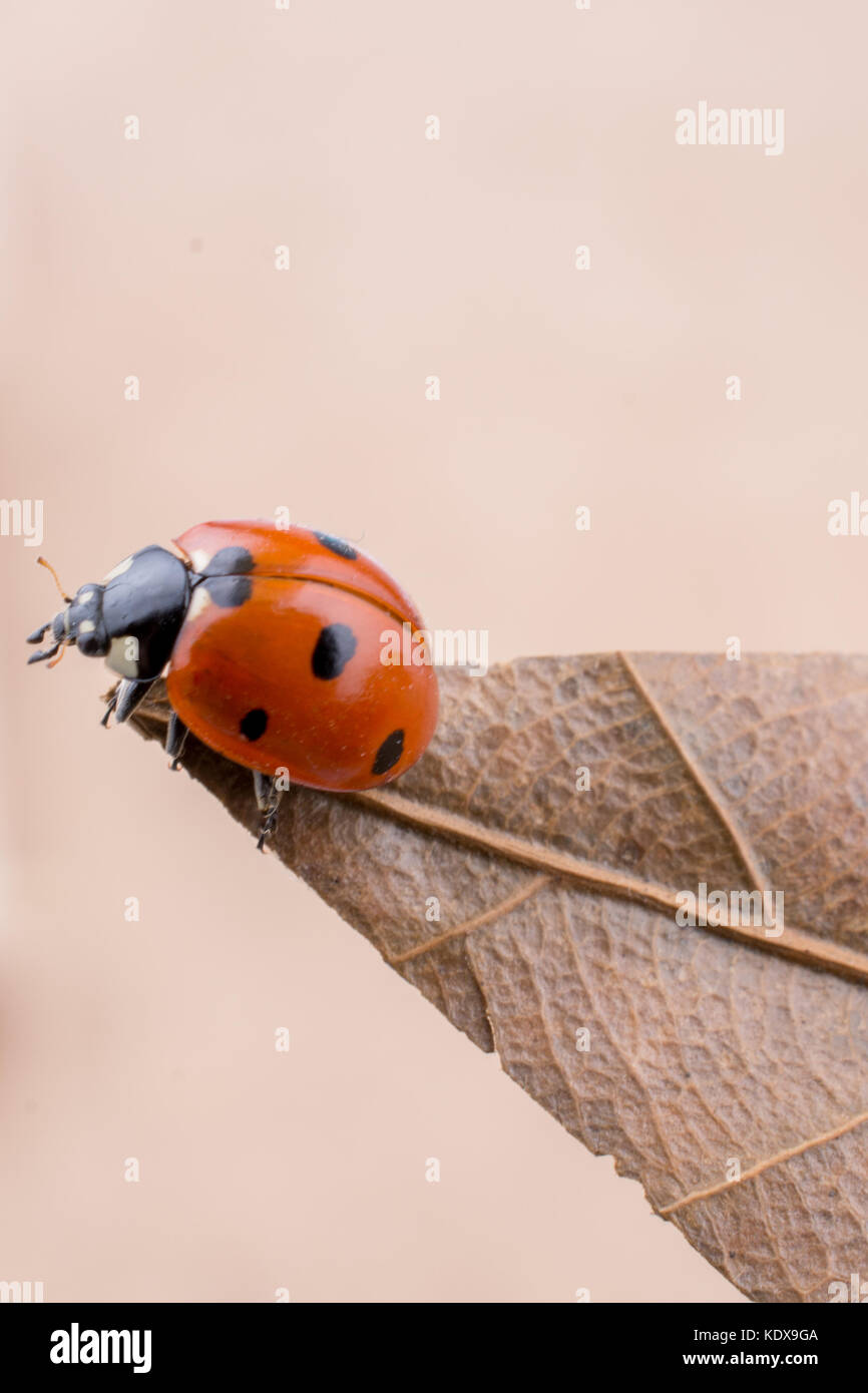 Beautiful photo of red ladybug walking around objects Stock Photo - Alamy