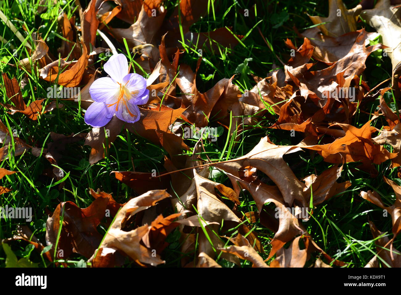 Crocus with autumnal leaves hi-res stock photography and images - Alamy