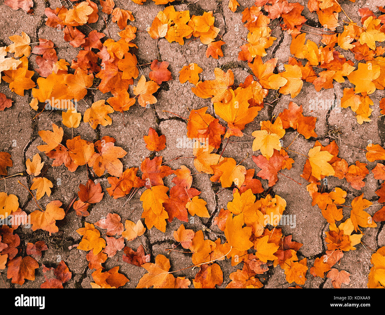 Golden Fall Cobblestone Leaves Stock Photo - Alamy