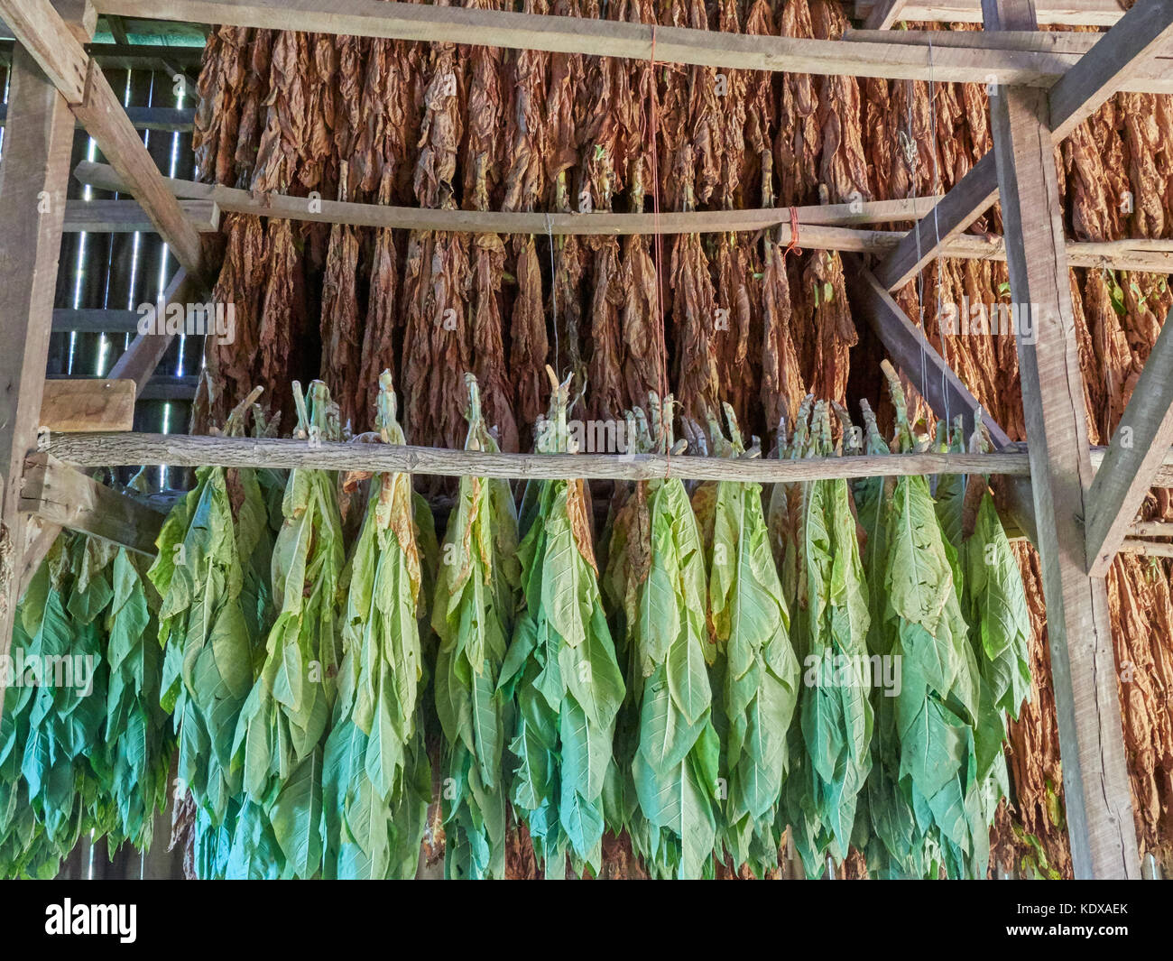 Old Tobacco Farm Stock Photo - Alamy