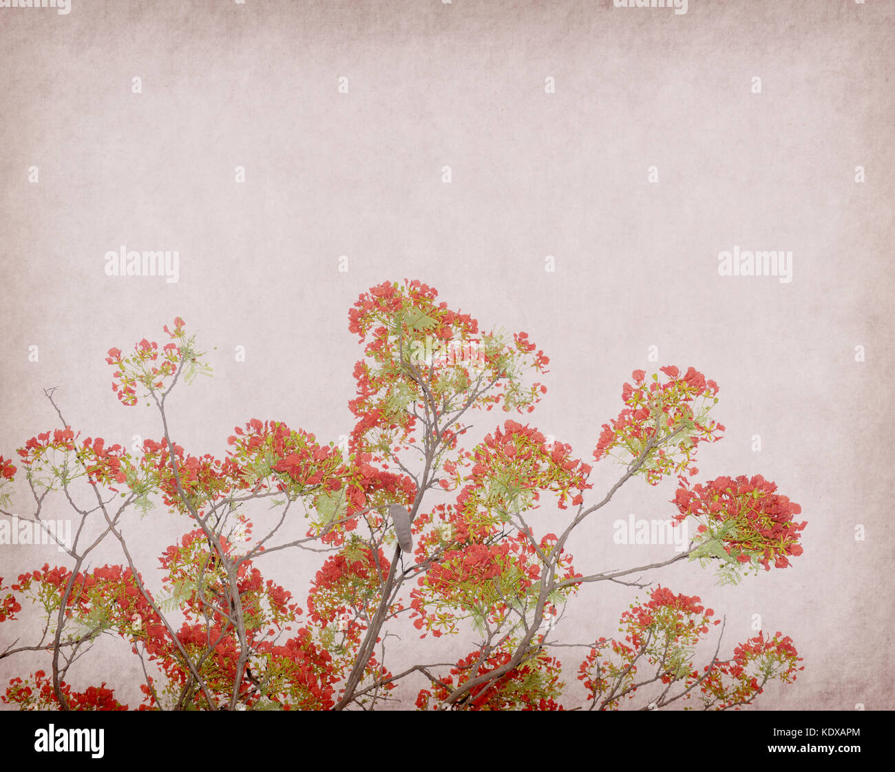 Peacock flowers on tree with Old antique vintage paper background Stock ...