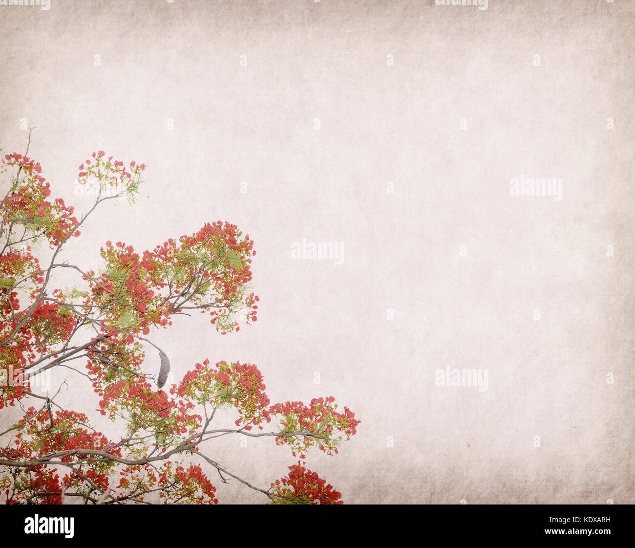 Peacock flowers on tree with Old antique vintage paper background Stock ...