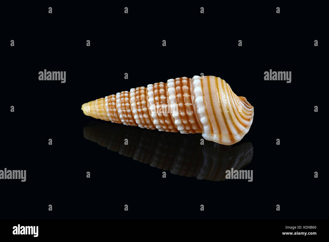 Girdled horn snail (Cerithidea (Cerithideopsilla) cingulata) isolated on black background, Dubai ...