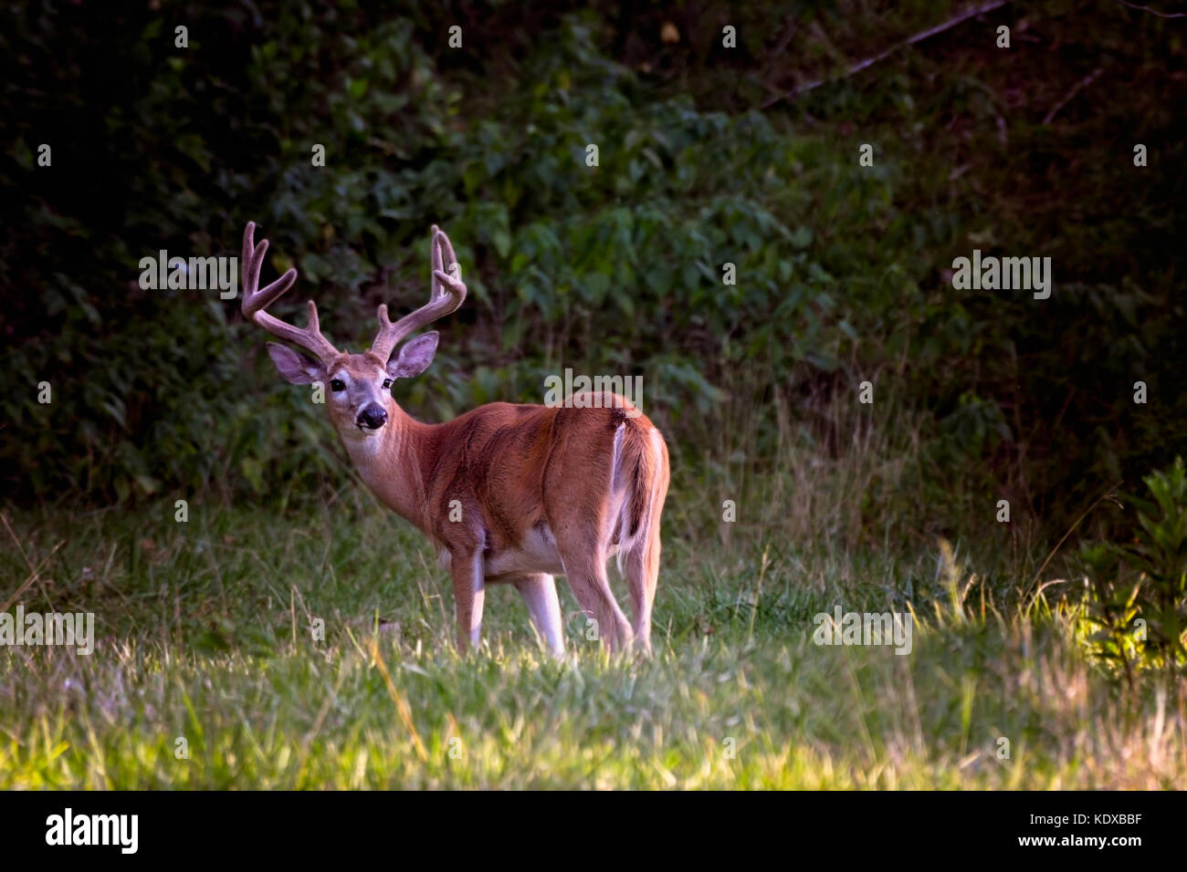 Mature whitetail deer hi-res stock photography and images - Alamy