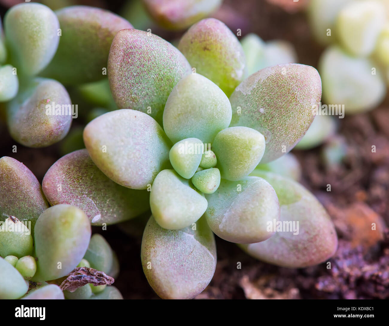 Miniature succulent plants in garden Stock Photo - Alamy