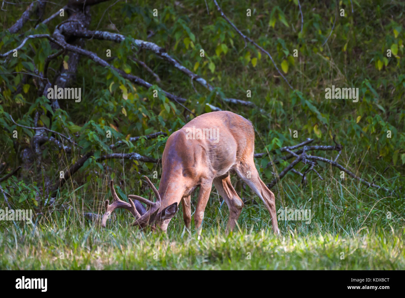 Whitetail buck hi-res stock photography and images - Alamy