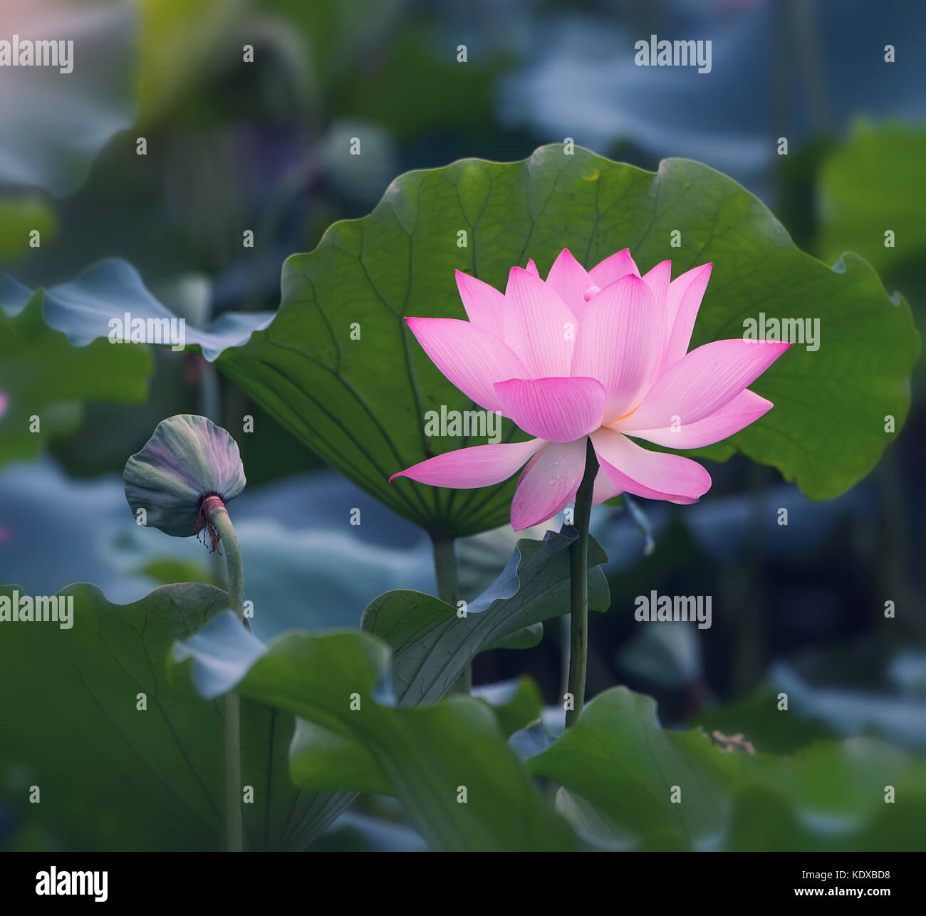 Lotus flower and Lotus flower plants Stock Photo - Alamy