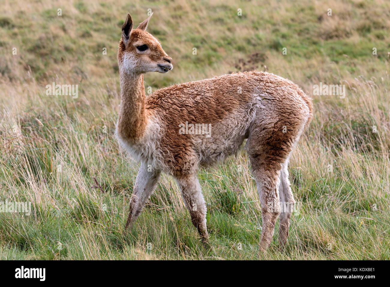 Vicuna hi-res stock photography and images - Alamy