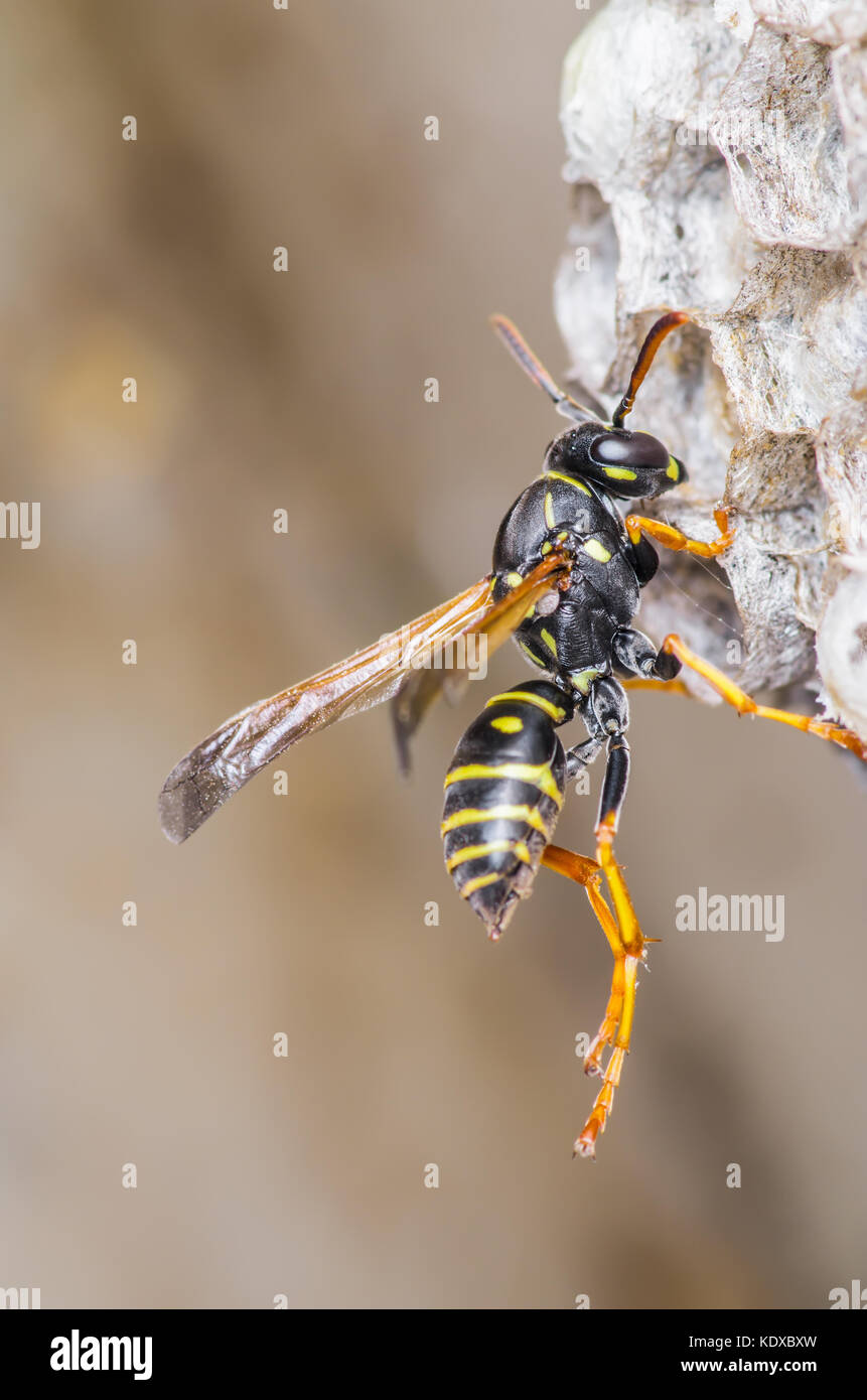 Wasp Insect on Hive Nest Stock Photo - Alamy