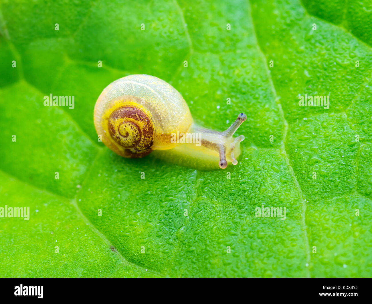 Wet snail on wet plant hi-res stock photography and images - Alamy