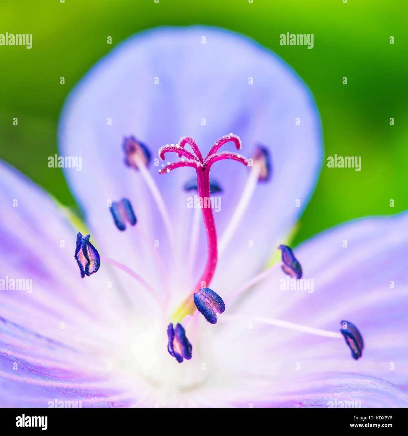 Spring blossom of exotic and tropical flora hi-res stock photography ...