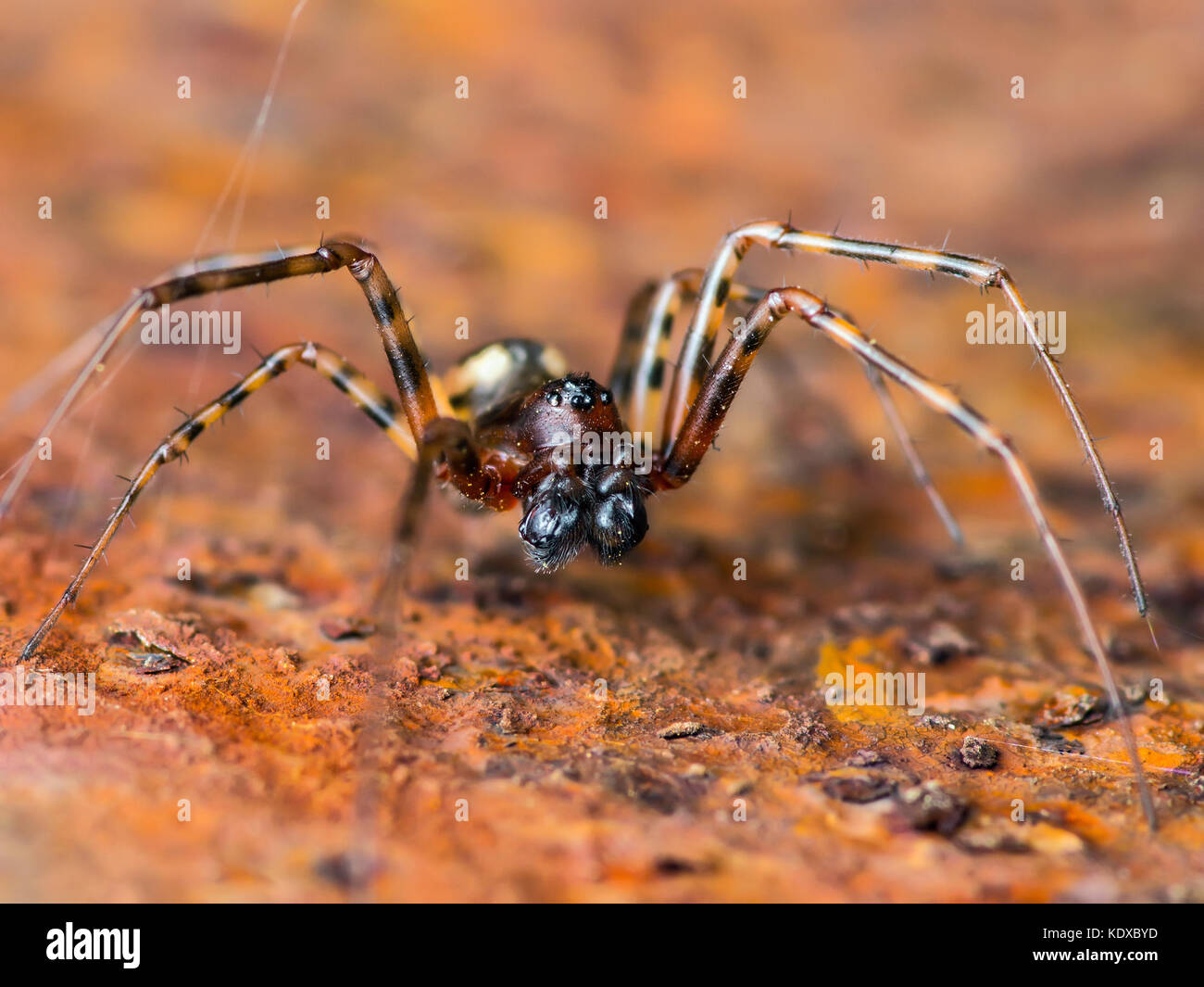 Creepy insect hi-res stock photography and images - Alamy