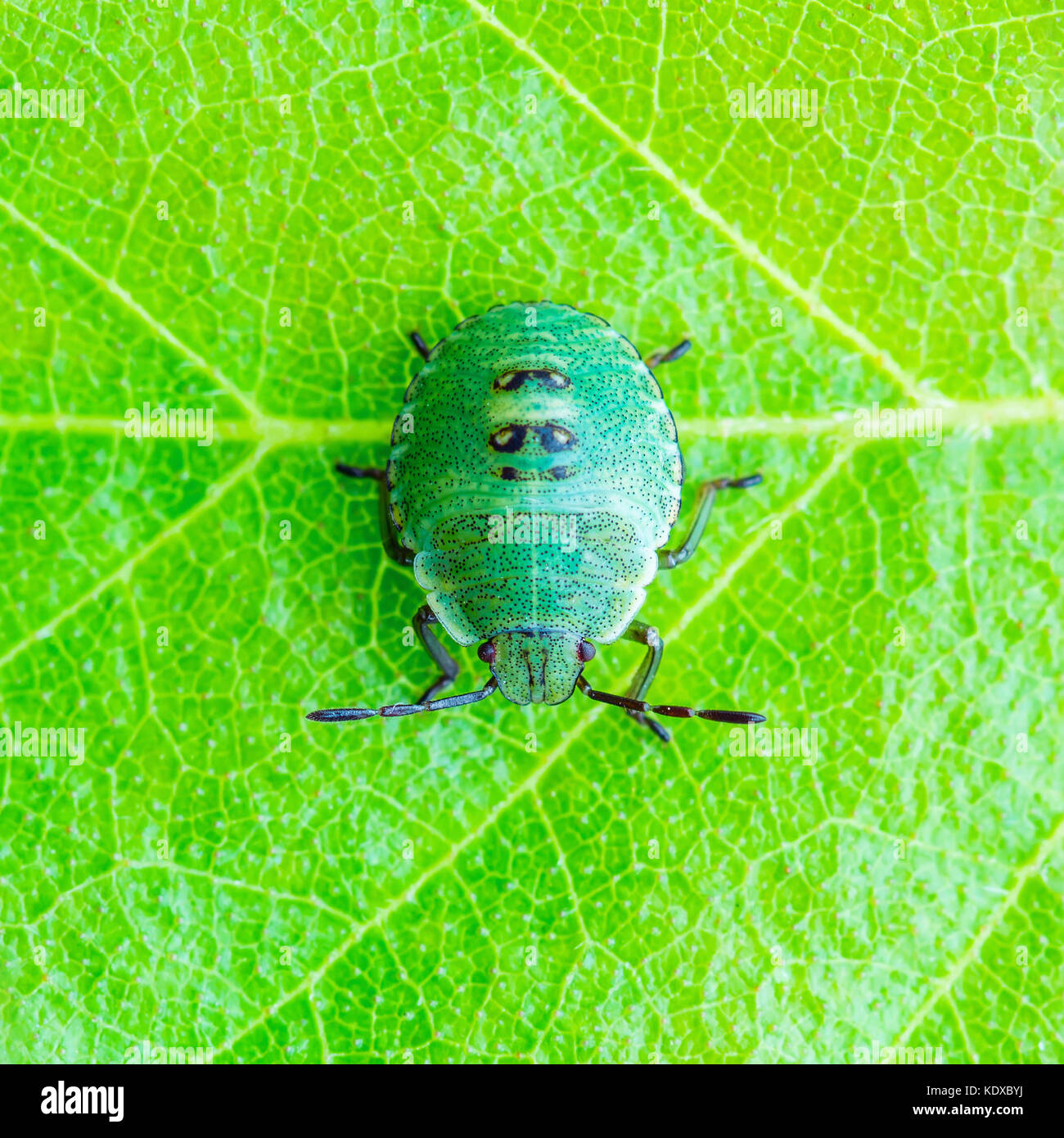 Bug insect wild animal wildlife hi-res stock photography and images - Alamy
