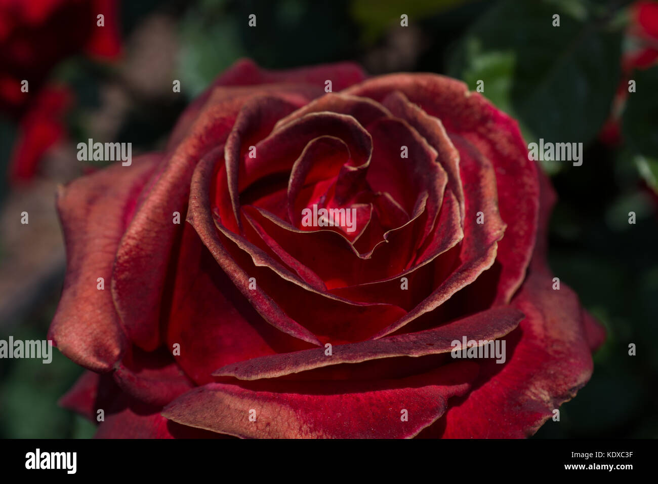 Beautiful fresh roses in close up view Stock Photo - Alamy