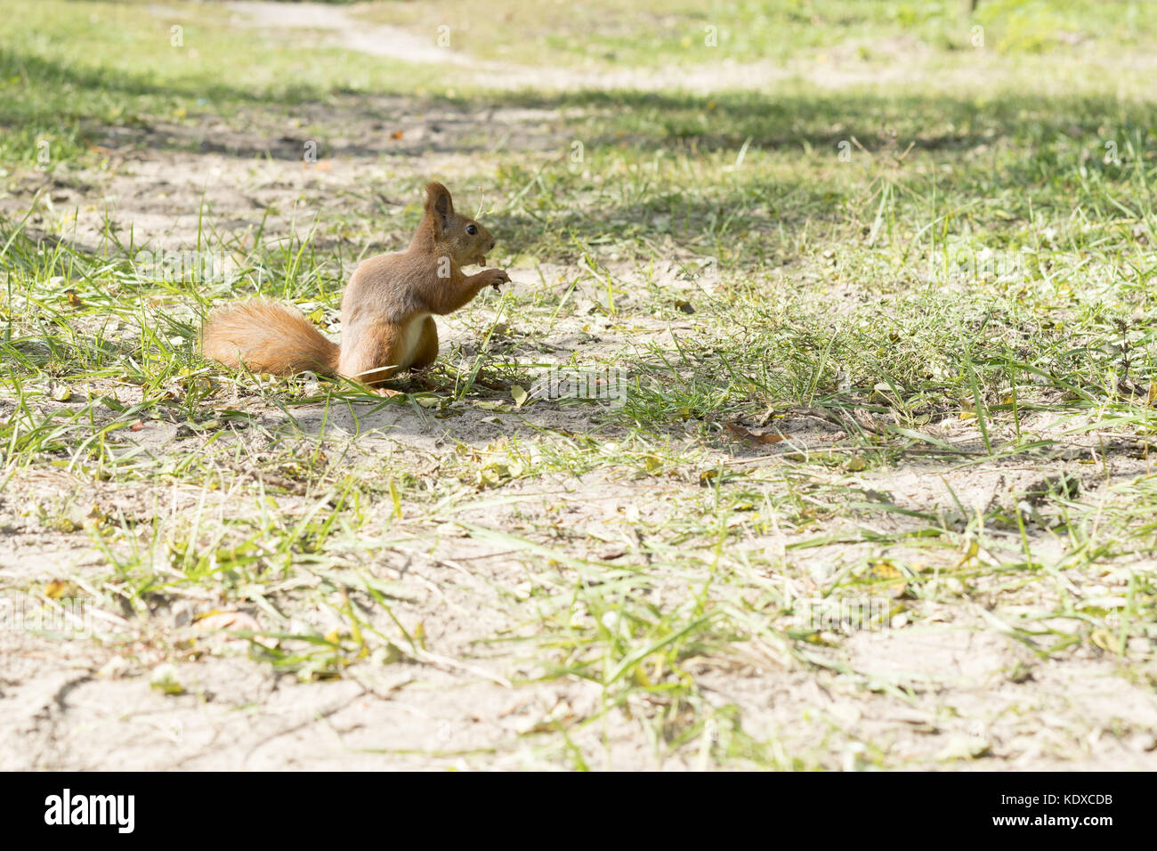 Squirrel eats walnut Stock Photo - Alamy