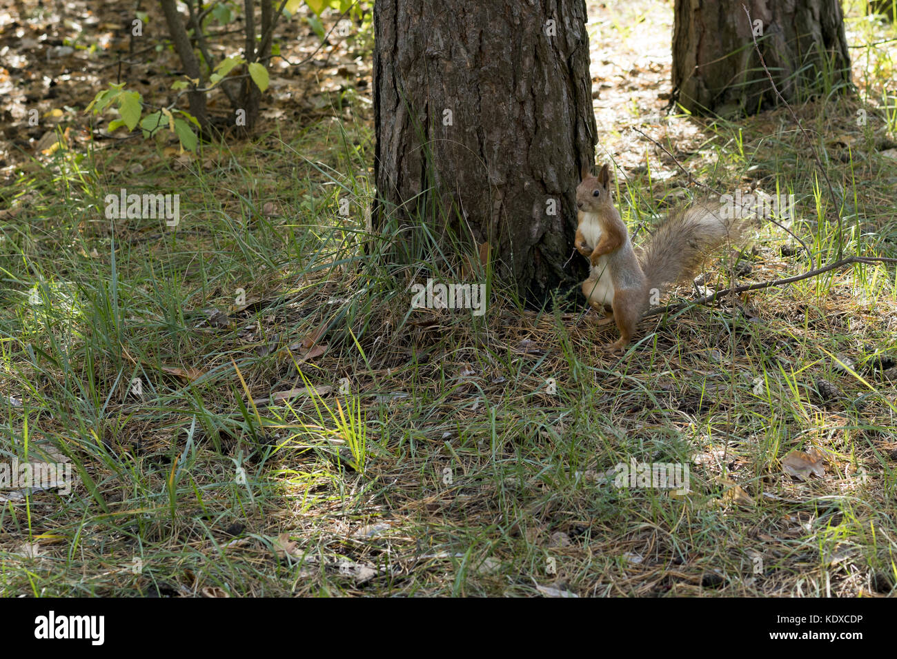 Chipmunk teeth hi-res stock photography and images - Alamy