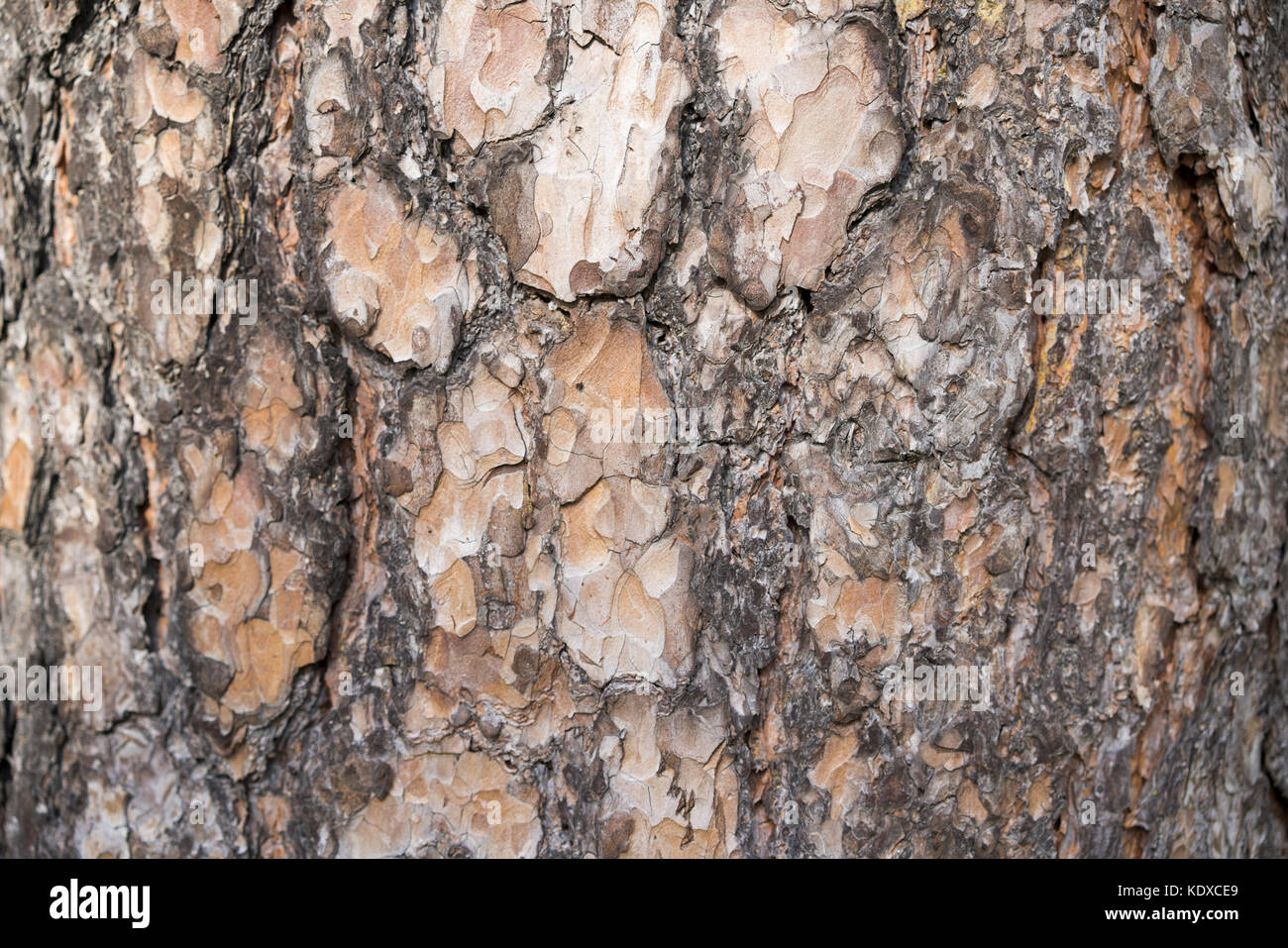 Seamless tree bark background. Brown tileable texture of the old tree ...
