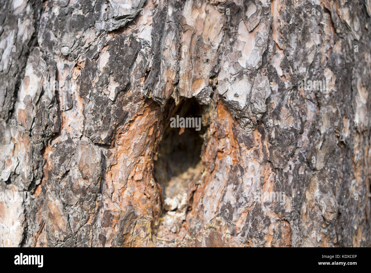 Hollow in the tree Stock Photo - Alamy